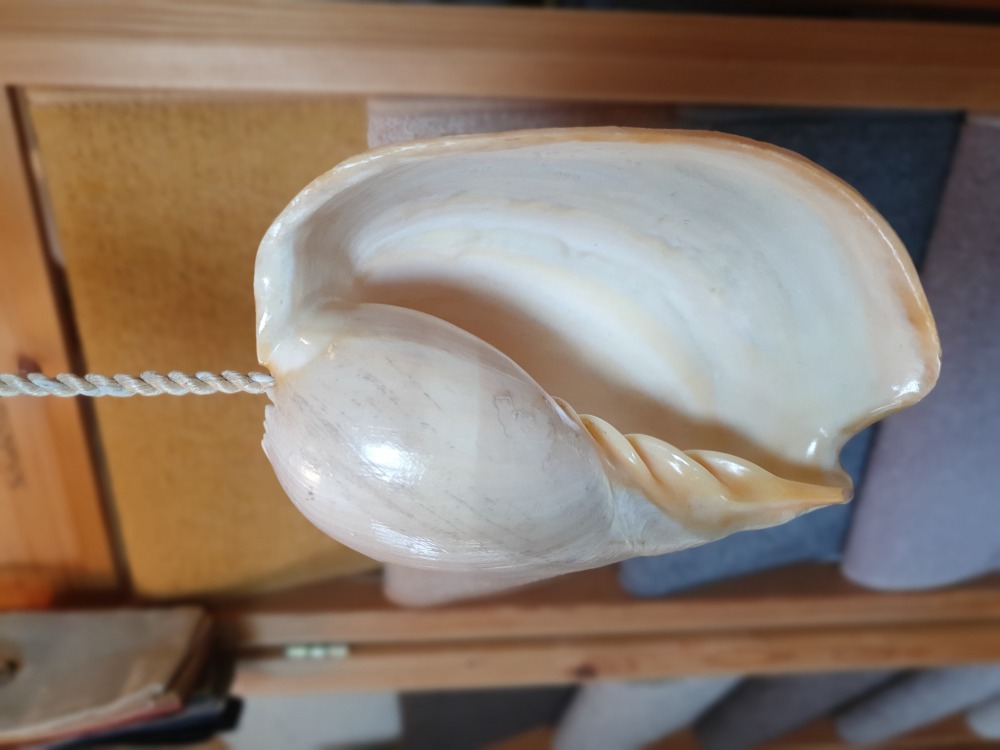 Muschel-Hängelampe als Einzelstück • Naturbaustoffe Erhard Rietz ...